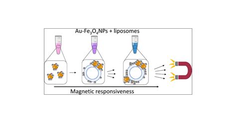 Magnetic Plasmonic Nanoscale Liposomes With Tunable Optical And Magnetic Properties For Combined