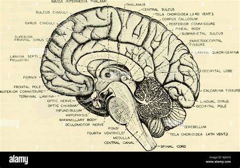 Infundibulum In Brain
