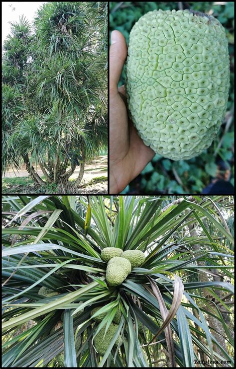 Pandanus Variabilis