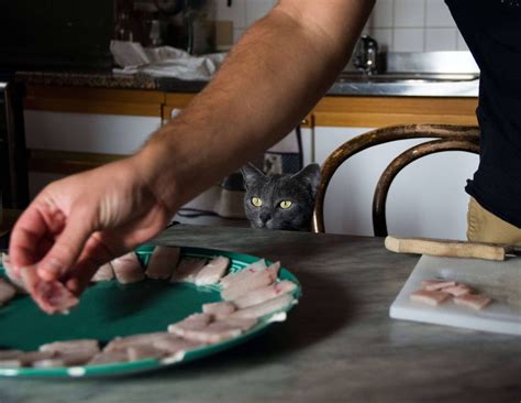 How To Keep Your Cat Entertained When Youre Busy Cats Will Play