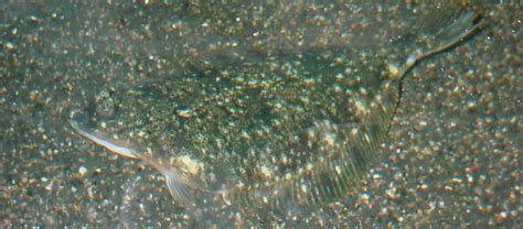 The Starry Flounder Critter Science