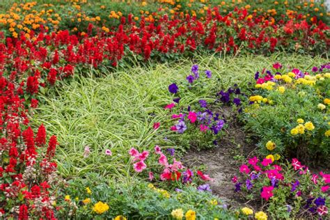 Cosmea (Schmuckkörbchen) » Pflanzen, pflegen, überwintern und mehr