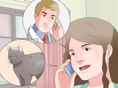 How To Perform Cpr On A Cat 14 Steps With Pictures Wikihow
