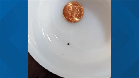 Tiny Ticks That May Carry Tickborne Diseases Out For The Summer