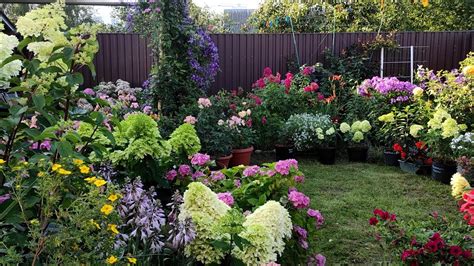 ГОРТЕНЗИИ цветут в моём маленьком вечернем садике🌿Всем СПАСИБО ️ ️ ️