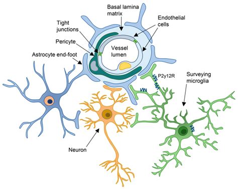 Microglia And Astrocytes