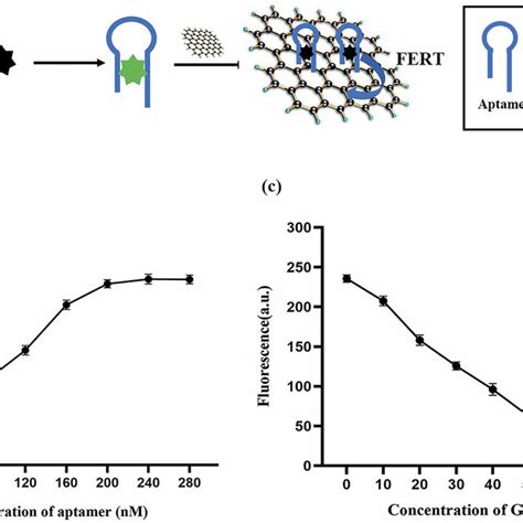 Fabrication Of The Go Loaded Aptamer 1 Berberine Bifunctional Complex Download Scientific
