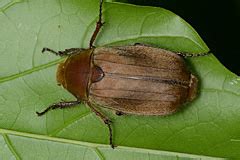 金龜科 Scarabaeidae 鞘翅目 Coleoptera 昆蟲綱 Insecta 節肢動物門 Arthropoda 動物