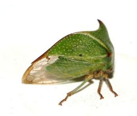 Insect Biology Lab Practical 1 Flashcards Quizlet