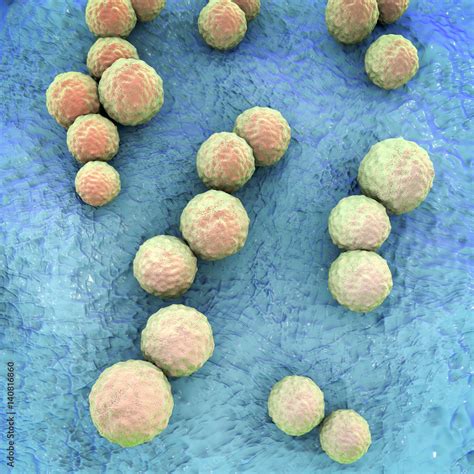 Streptococcus Mutans Bacteria Gram Positive Cocci Which Cause Dental