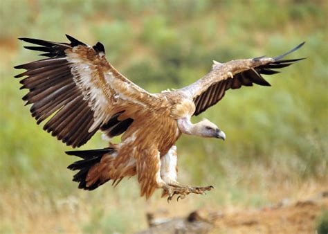 1 300 Hering Hitam Eurasia Foto Foto Foto Stok Potret And Gambar Bebas