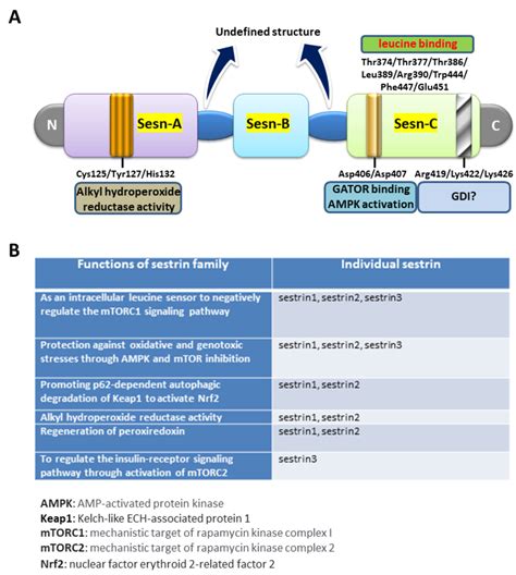 The Structural And Functional Domains As Well As The Biological Download Scientific Diagram