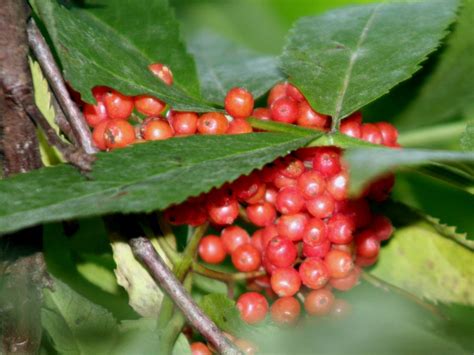 Sambucus Tigranii Sureaux