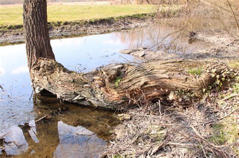 Premium Photo A Tree Trunk In A Swamp