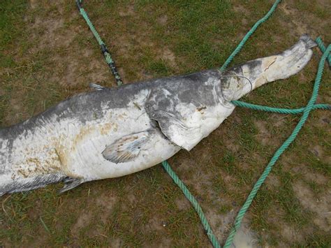 Gironde Drôle Déchouage Au Lac De Brouqueyran Un Silure Avalé Par