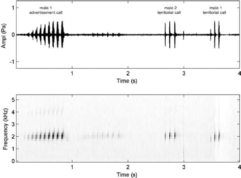 Oscillogram And Sound Spectrogram Of The Advertisement Call And Download Scientific Diagram