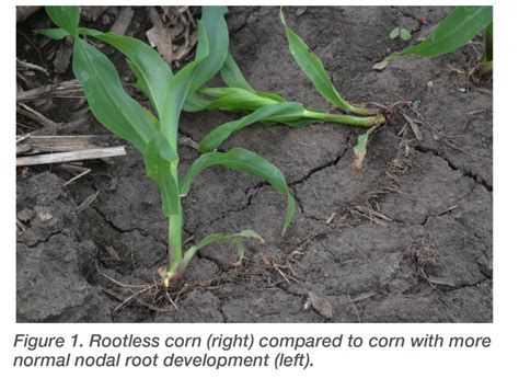 Rootless Corn Syndrome Titan Pro