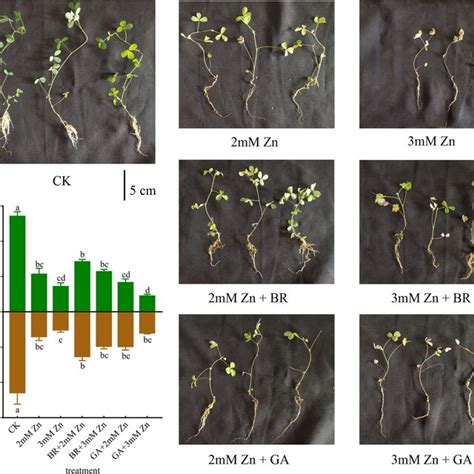 Effects Of Zn Stress Br And Ga Application On Growth Of M Sativa