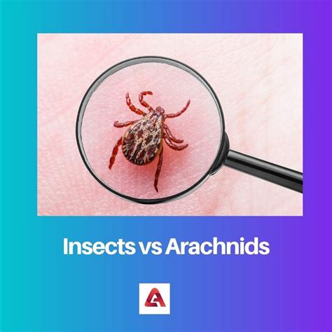 Insects Vs Arachnids Difference And Comparison