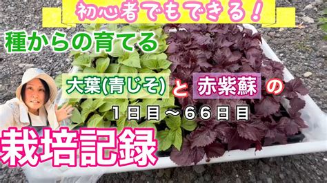 大葉 青じそ と赤紫蘇の1日目66日目までの栽培記録まだ間に合う 初心者でも簡単にできる種からシソを育てる方法です発芽率がアップする
