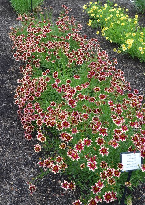 Coreopsis Ruby Frost Mt Cuba Center