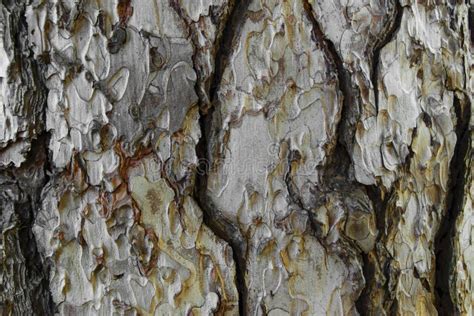 Background Texture Of Tree Bark Skin The Bark Of A Tree That Traces Cracking Stock Photo