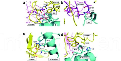 Crystal Structure Of The Ternary Complex Of Nachr α1 Ecd Bound By Fab35 Download Scientific