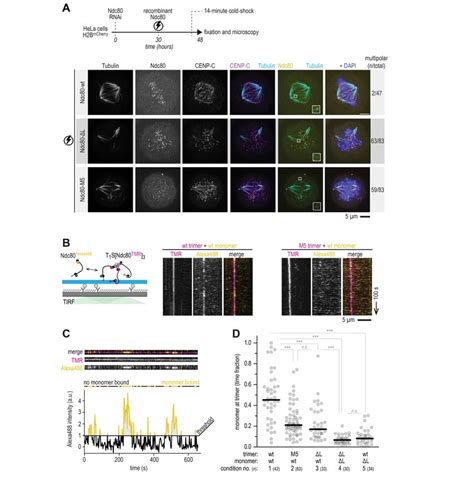 The M5 Mutant Phenocopies Loopless Ndc80 In Vivo And In Vitro A