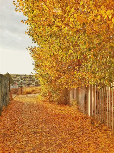 Экологийн Цагдаагийн Алба 🍂Газар хөглөрсөн модны навчсыг шууд 🧹шүүрдэж хаялгүй хамж шатаалгүй