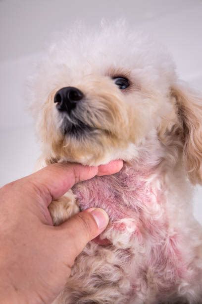 Dog Skin Rash Red Bumps