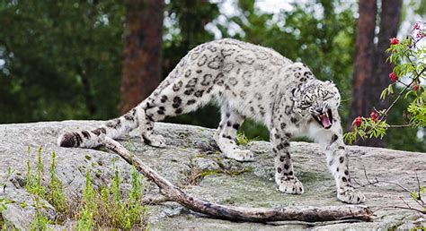 Protected Siberia Encounters With Wild Nature Russia Beyond