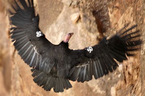 Surprise California Condors Can Reproduce Without Having Sex