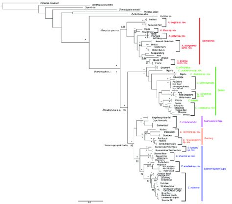 Bayesian Inference Majority Consensus Tree Of The Taxa Complete