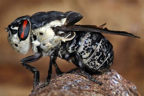 What Are Bot Flies What You Should Know For Your Safety Whats That Bug