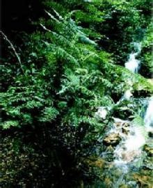 胎生狗脊蕨图册 360百科