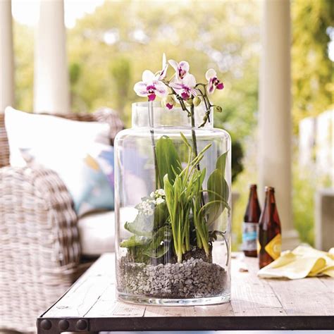 How To Propagate Orchids A Step By Step Guide Ideal Home