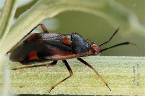 Photo 70894 Deraeocoris Ruber