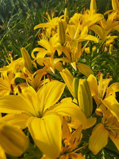 Yellow Lily Seed Nl472 Lilyfield Farm