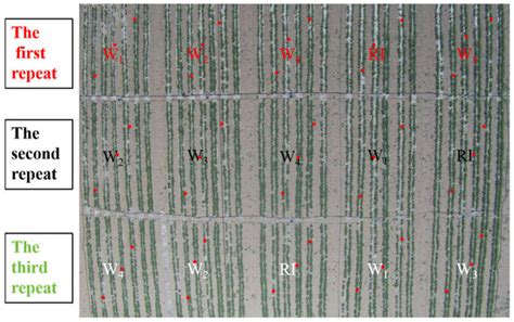 Effect Of Regulated Deficit Irrigation On The Growth Yield And