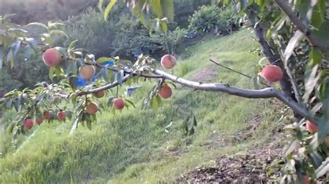 수황복숭아 1 Youtube