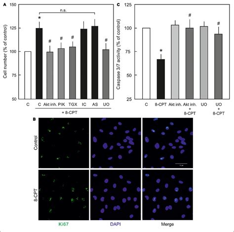Figure 6 From Role Of Pi3kakt And Mekerk Signalling In Campepac