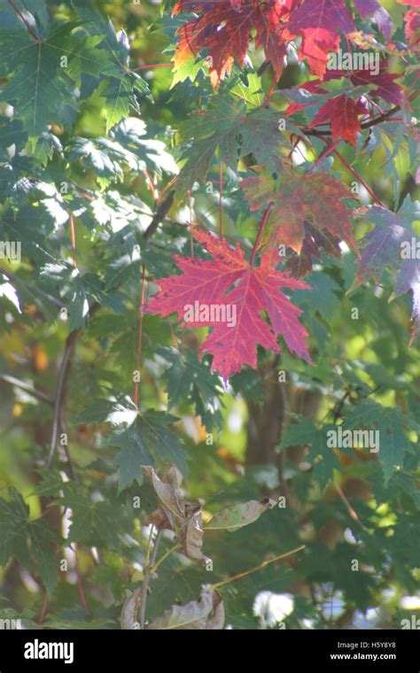 A Few Leaves On A Tree Turning Red At The Start Of The Autumn Season Stock Photo Alamy