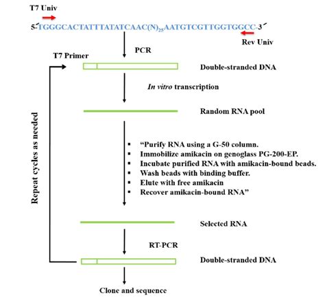Strategy For Rna Selection In Vitro The Specific Steps Of Selection Download Scientific