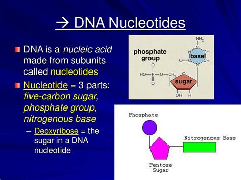 Dna And Genes Chapter 11 Pg Ppt Download