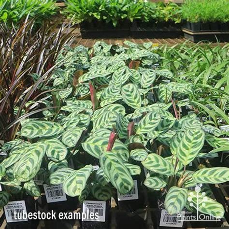 Calathea Burle Marx Calathea Burle Marx Hanging Basket Foliage