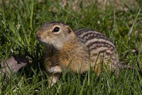 Thirteen Lined Ground Squirrel Stock Image Image Of Chipmunk Grasses