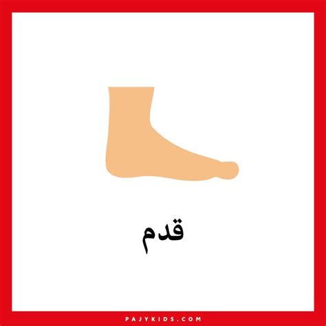 جسم الإنسان اجزاء الجسم للاطفال Learn Arabic Alphabet Body Parts For