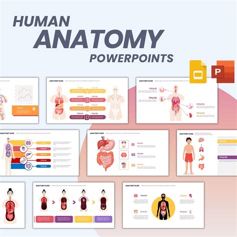 Anatomy Powerpoint Fully Editable Templates Medical Powerpoint