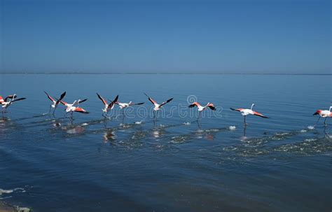 Flamingos In Water In Walvis Bay In Namibia Stock Image Image Of Blue