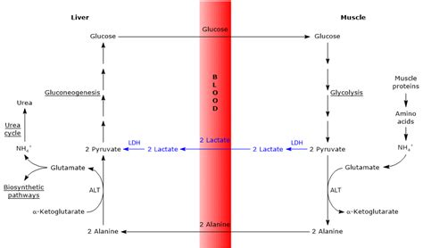 Glucose Alanine Cycle Definition Steps And Reactions